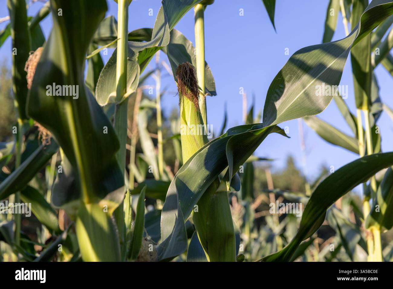 a field of sweet corn during flowering closeup, agricultural activities ...