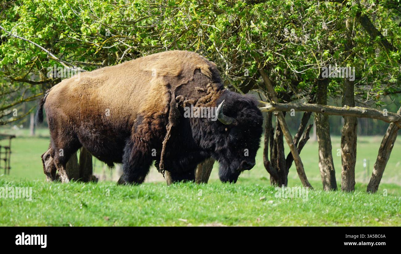 Bison trees hi-res stock photography and images - Alamy