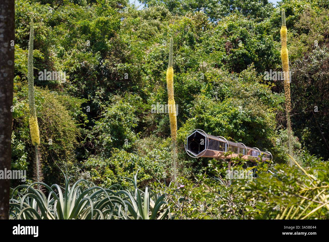 The Exotic Octopus agave, the tropical forest and olafur eliasson ...