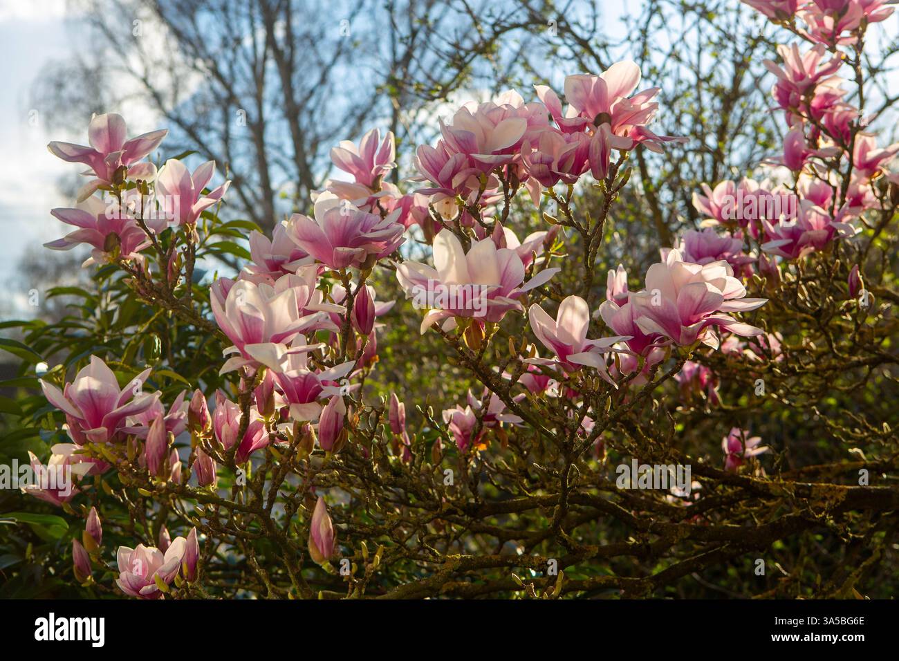 Ein Magnolienbaum blüht zum Frühlingsanfang in einem Garten in Köln. Die Magnolien Magnolia sind ...