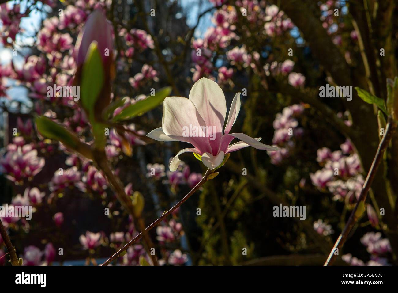 Ein Magnolienbaum blüht zum Frühlingsanfang in einem Garten in Köln. Die Magnolien Magnolia sind ...