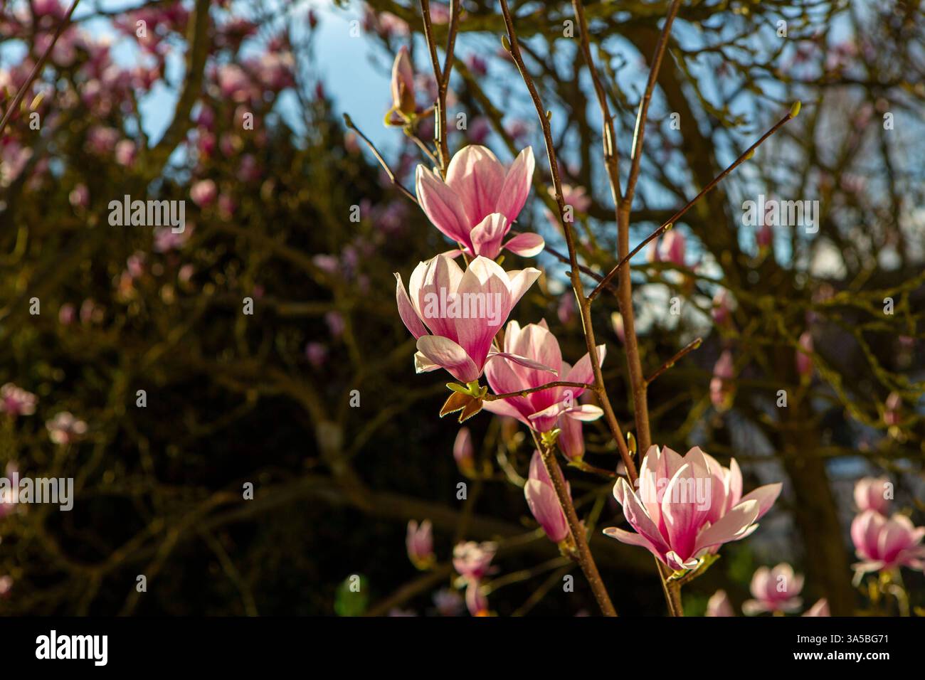 Ein Magnolienbaum blüht zum Frühlingsanfang in einem Garten in Köln. Die Magnolien Magnolia sind ...