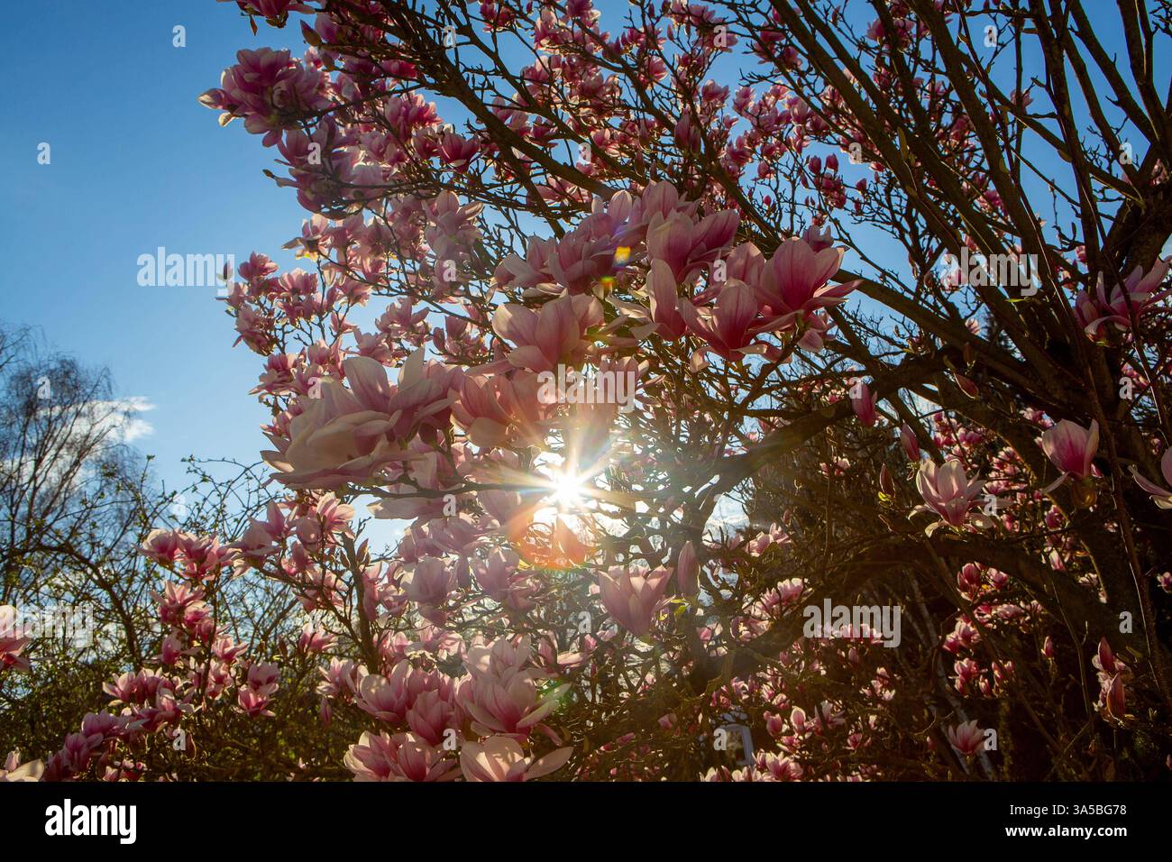 Ein Magnolienbaum blüht zum Frühlingsanfang in einem Garten in Köln. Die Magnolien Magnolia sind ...