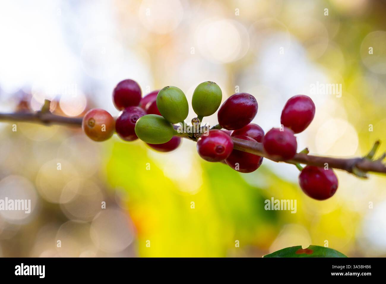 Arabica coffee tree with green and red ripening coffee cherries berries ...