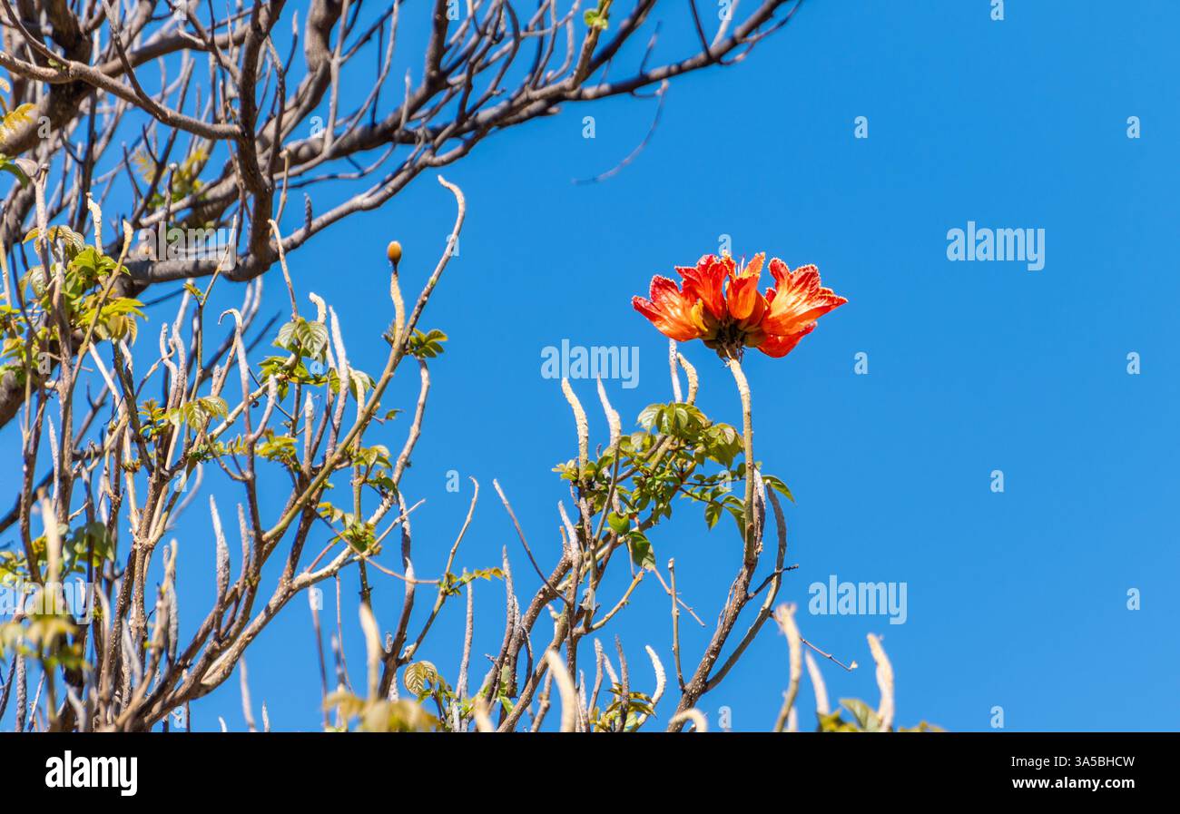 Winter blossom of african tulip tree in botanical garden on Tenerife ...