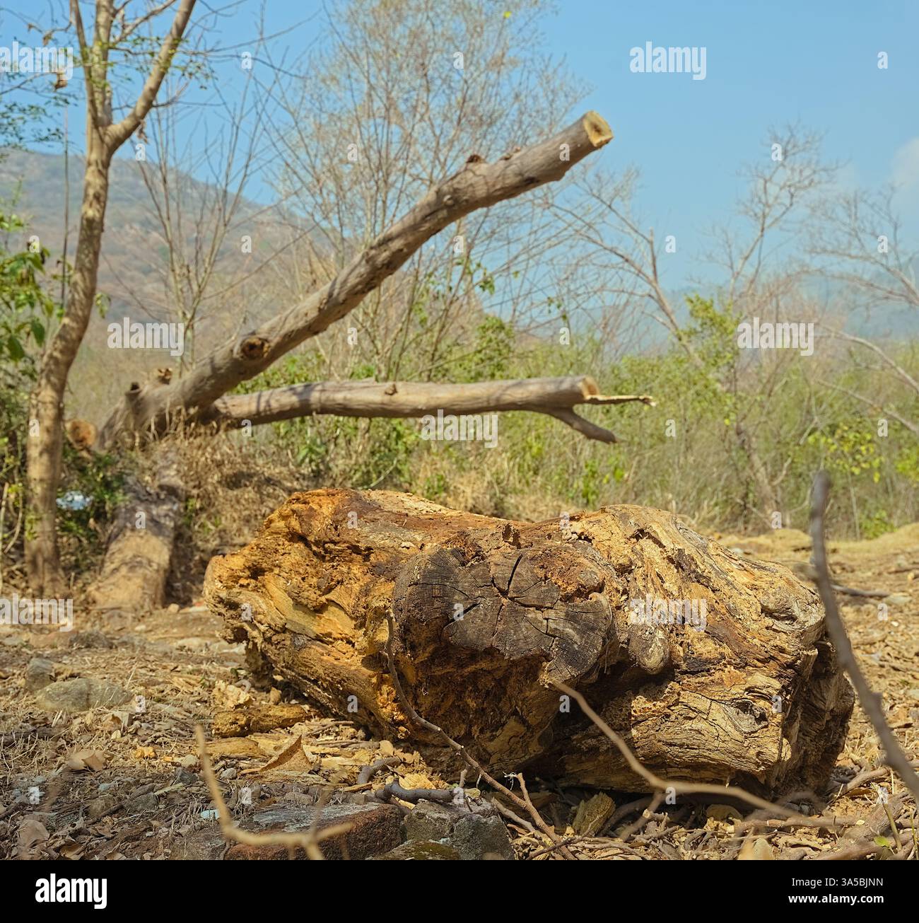 Two different deadwoods; one with a cut bark, the other one more than ...