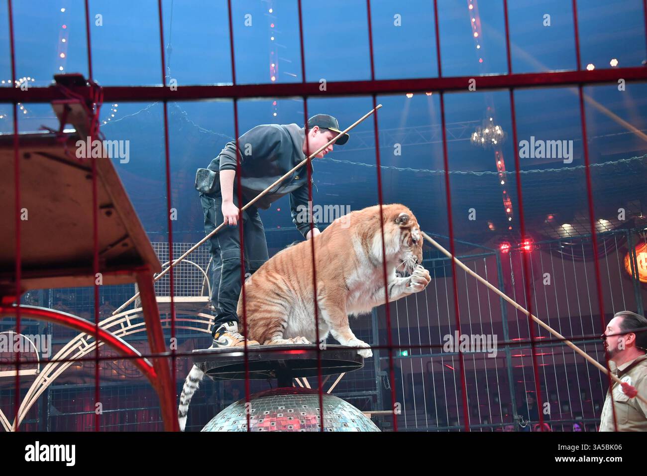 Martin Lacey jr. / Kommentierte Raubtierproben mit Marin Lacey jr. und ...