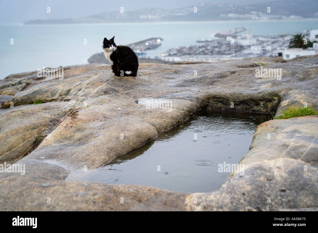 cat in the rain, Phoenician necropolis facing the Bay of Tangier ...