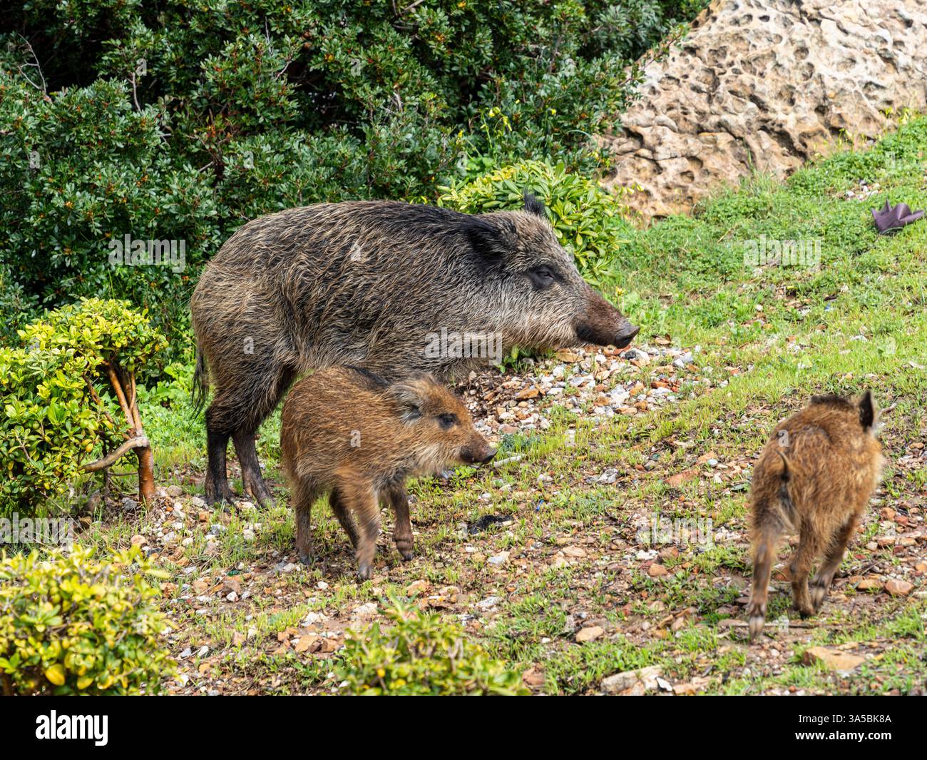 wild boars in the Cape Spartel reserve, Tangier, Morocco, North Africa ...