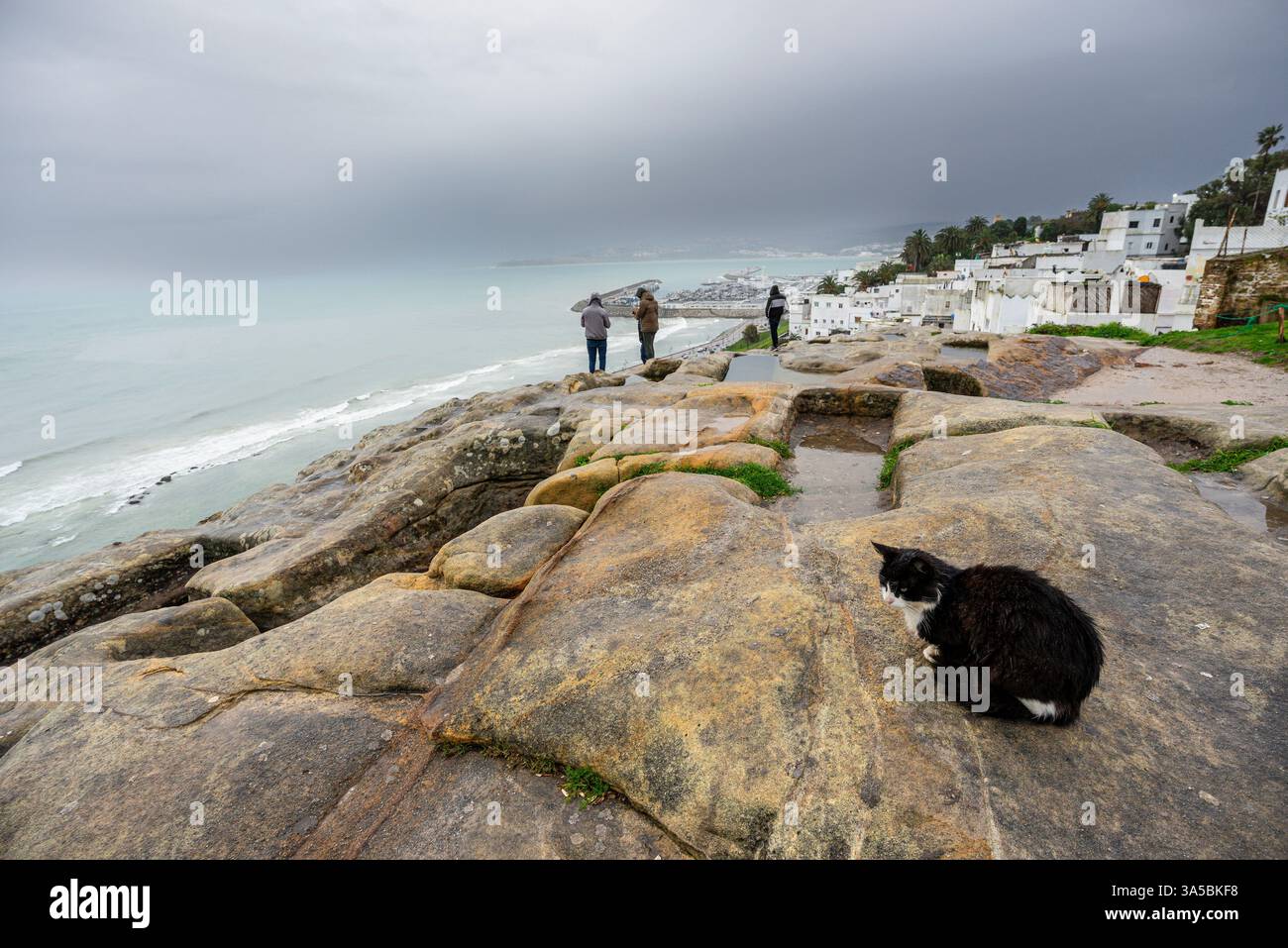 cat in the rain, Phoenician necropolis facing the Bay of Tangier ...