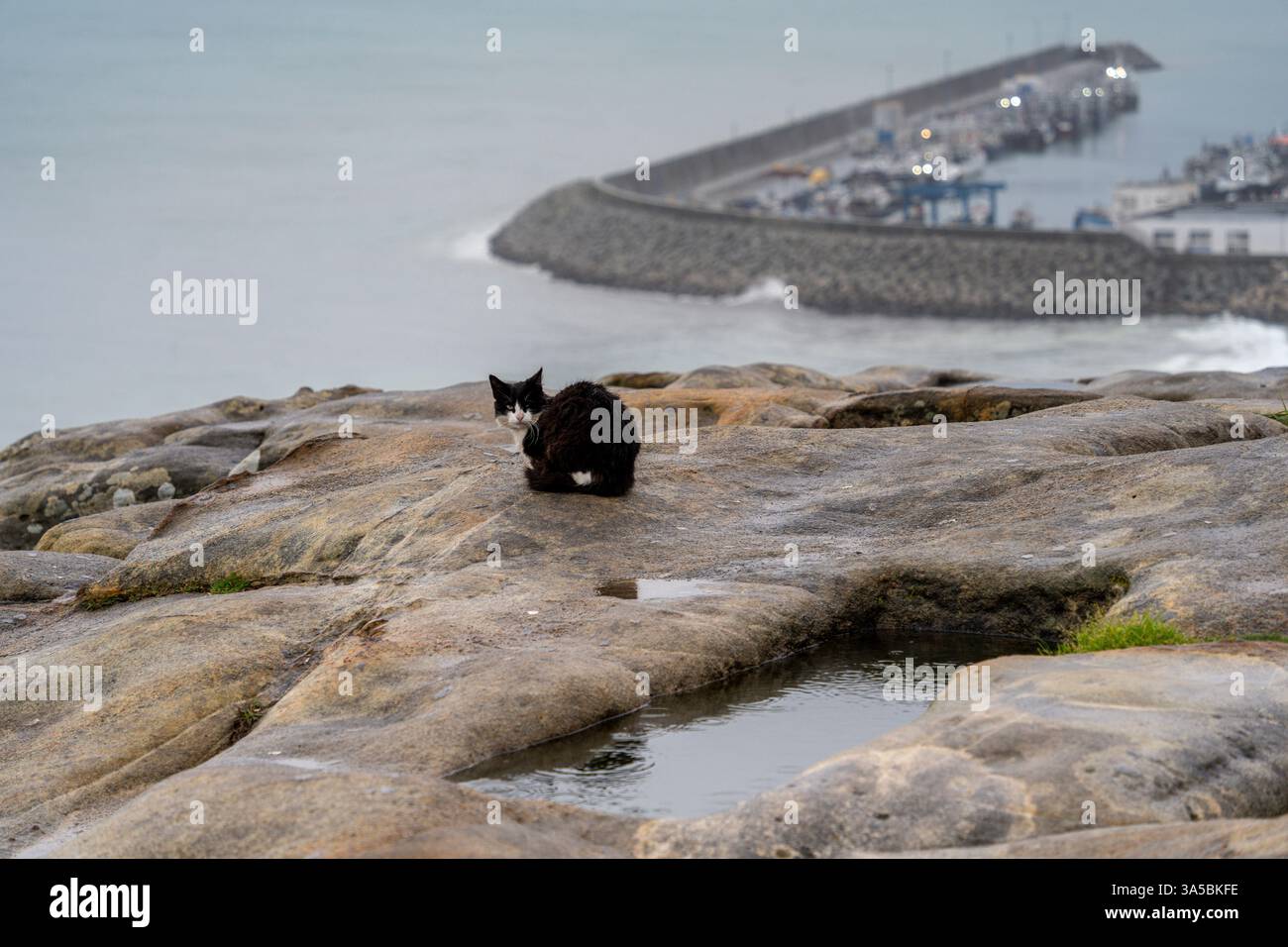 cat in the rain, Phoenician necropolis facing the Bay of Tangier ...