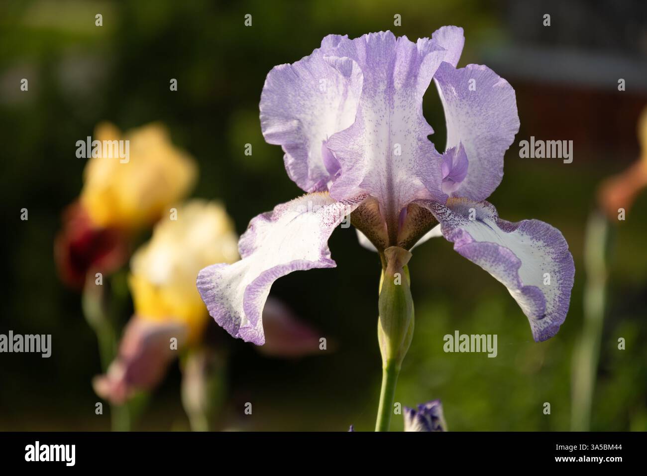Self-grown Irises flowers of different varieties in summer garden on ...