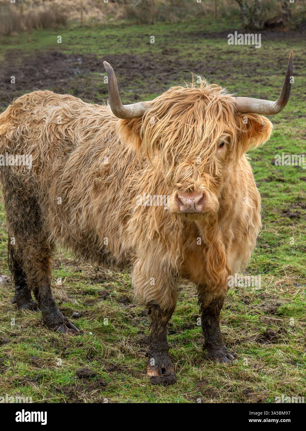 Highland cow farm scotland hi-res stock photography and images - Alamy