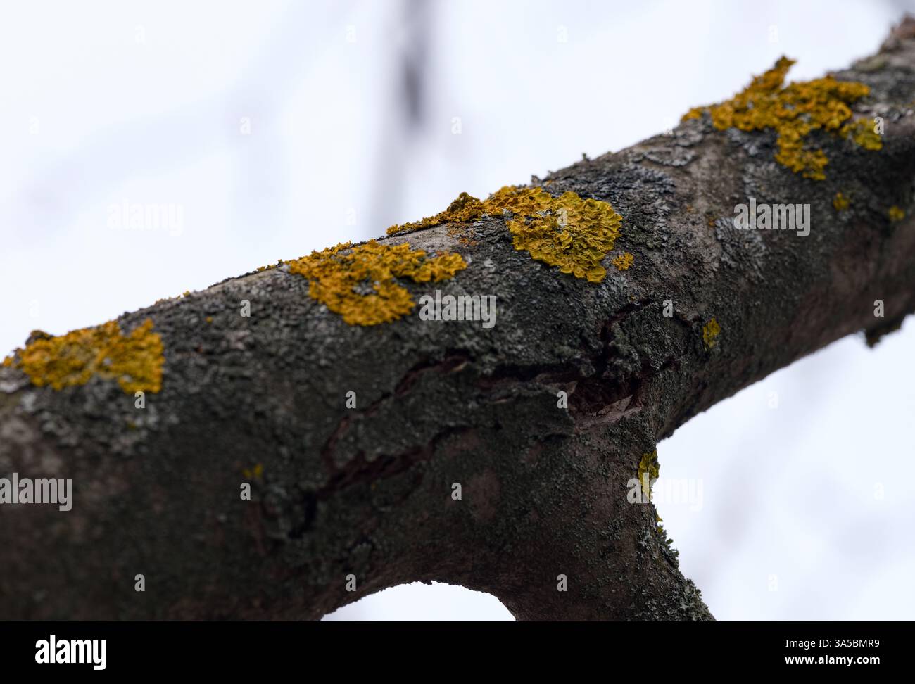 Yellow lichen (Xanthoria parietina) growing on a tree branch. Close-up ...
