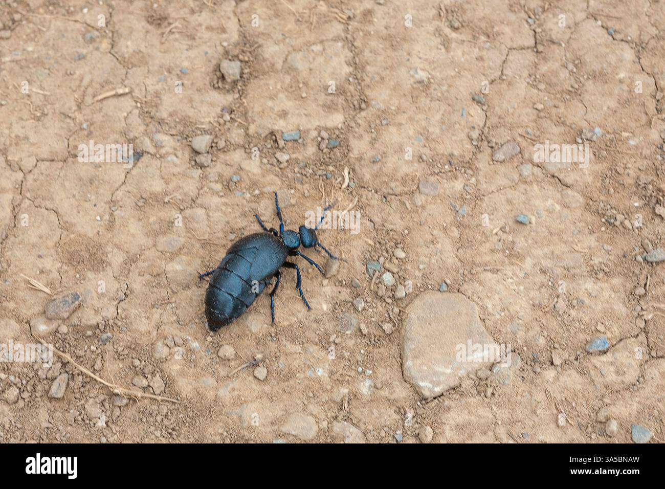 Black Oil Beetle (Meloe proscarabaeus Stock Photo - Alamy