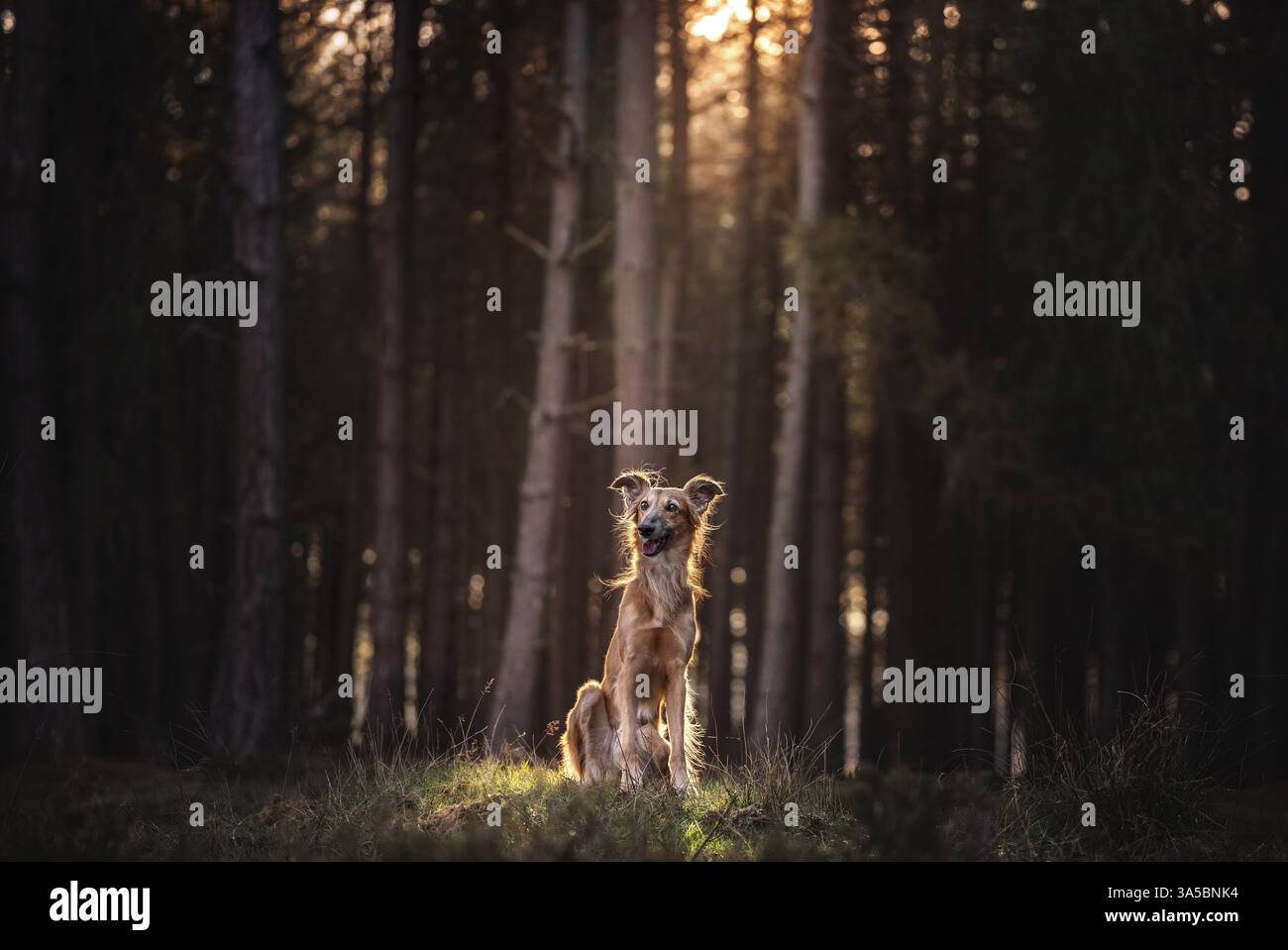 male Silken Windsprite Stock Photo - Alamy