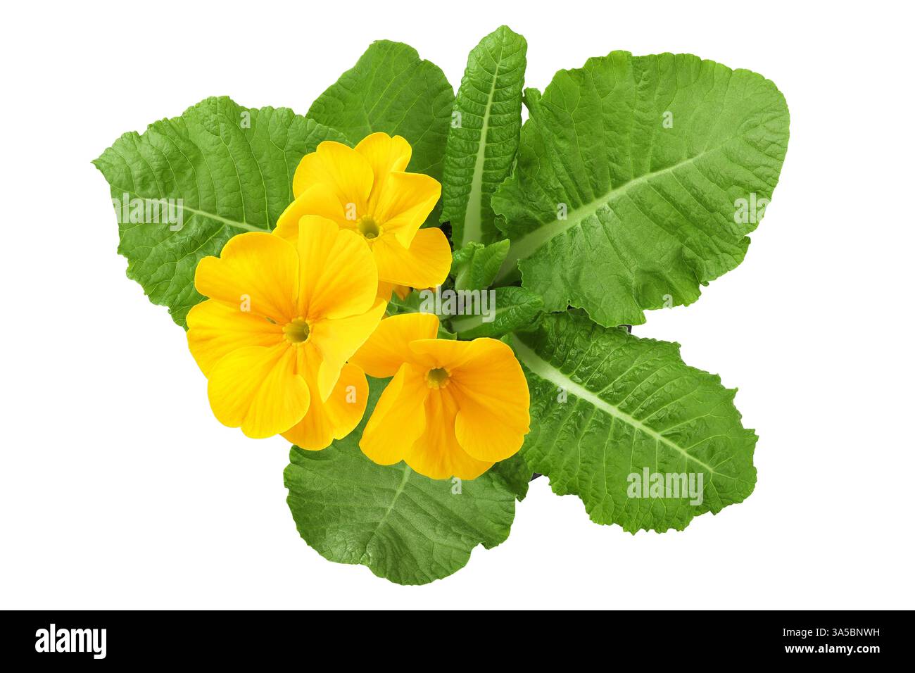 Yellow primrose isolated on white background. Top view. Flat lay Stock ...