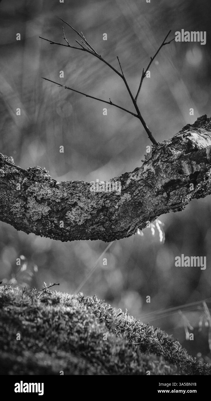 Moss lines Black and White Stock Photos & Images - Alamy