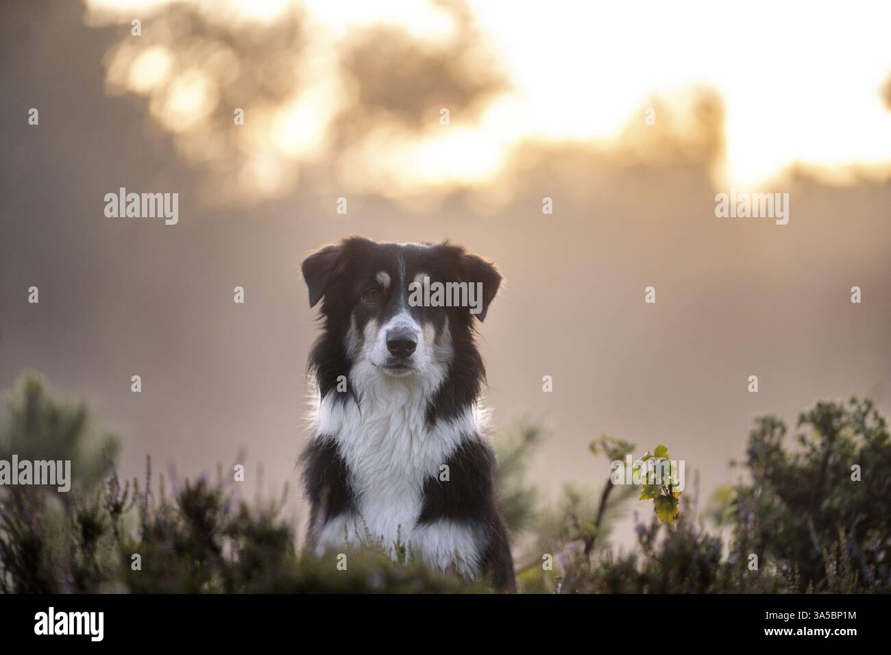 female Border Collie Stock Photo - Alamy