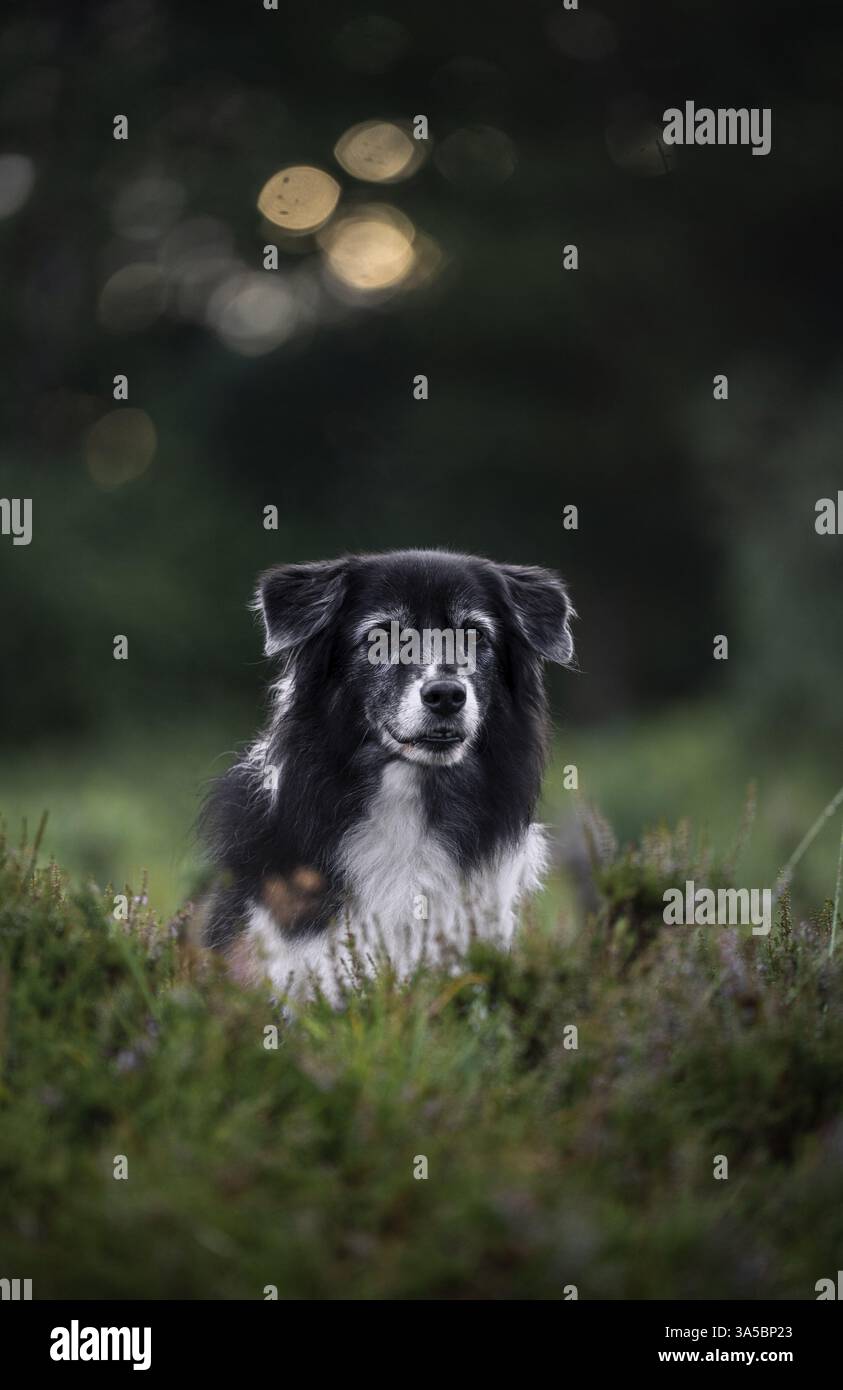 female Border Collie Stock Photo - Alamy