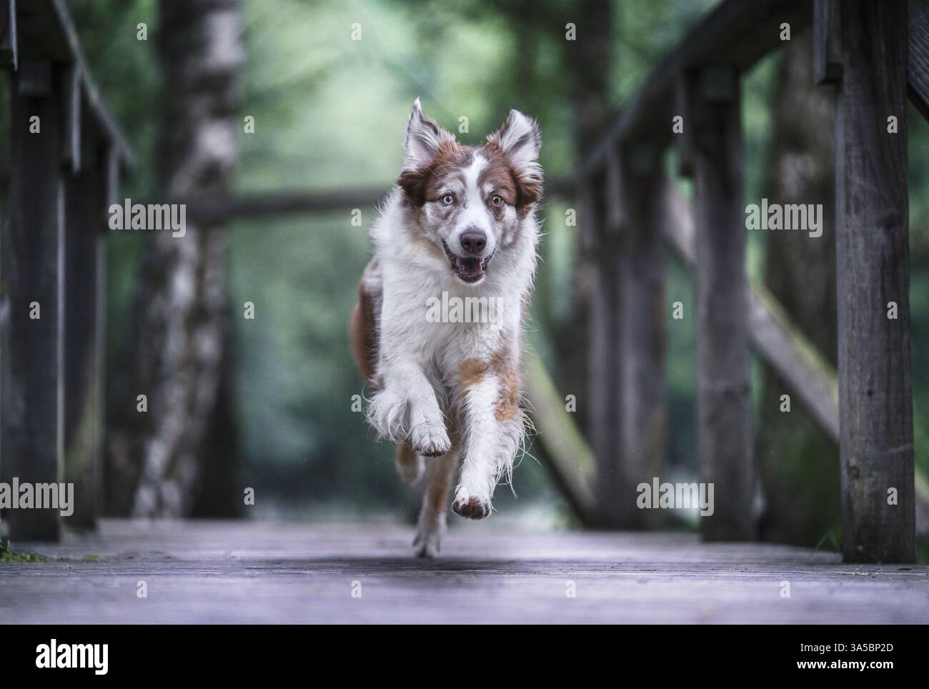 female Border Collie Stock Photo - Alamy