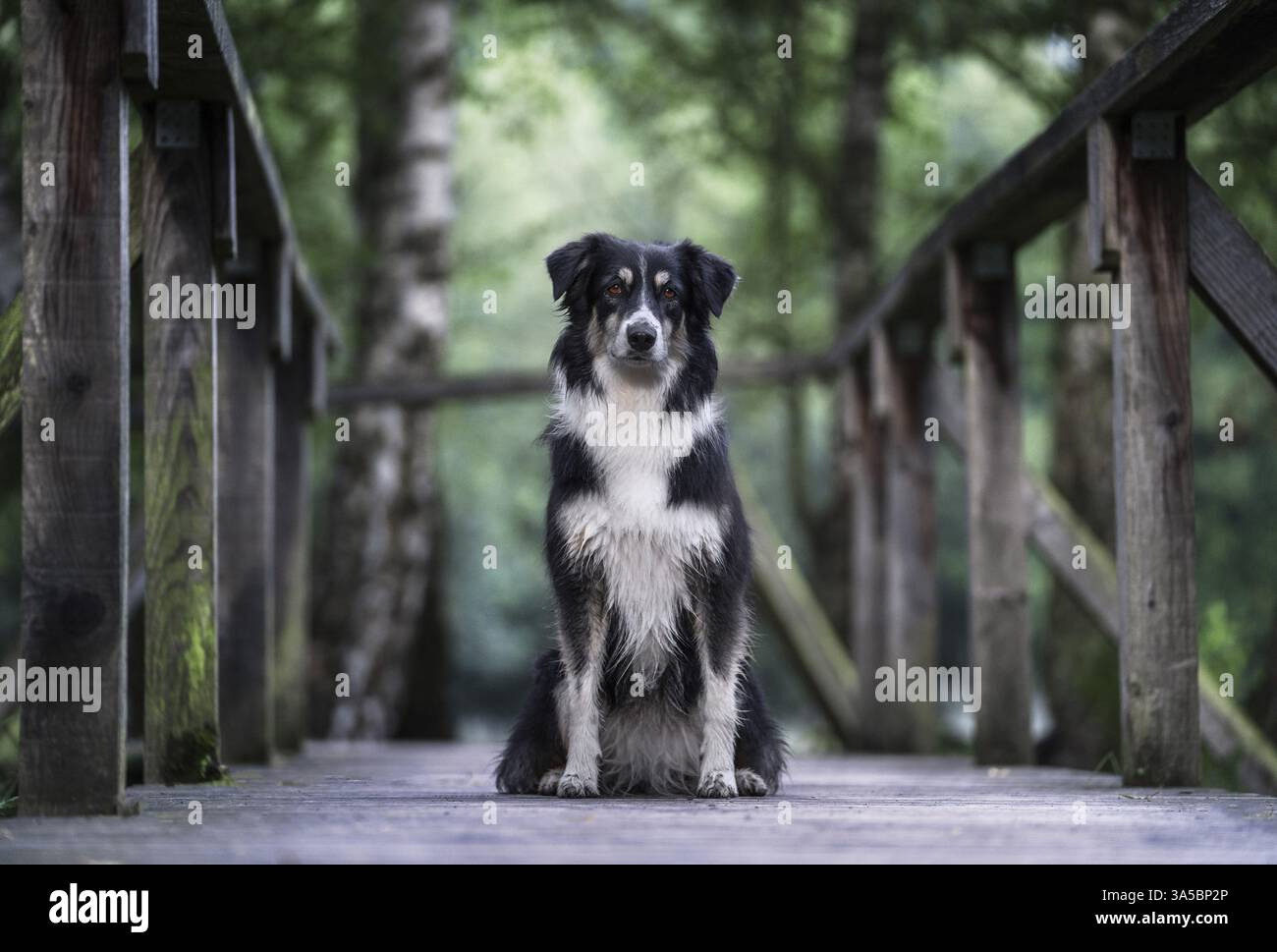 female Border Collie Stock Photo - Alamy