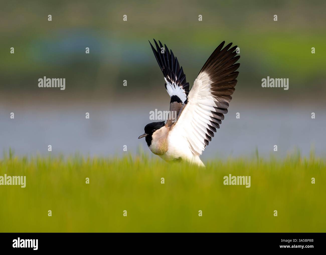 Black winged lapwing hi-res stock photography and images - Alamy