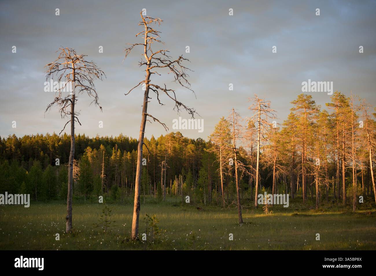 Old dry pine trees in the forest wilderness of Finland in summer with ...