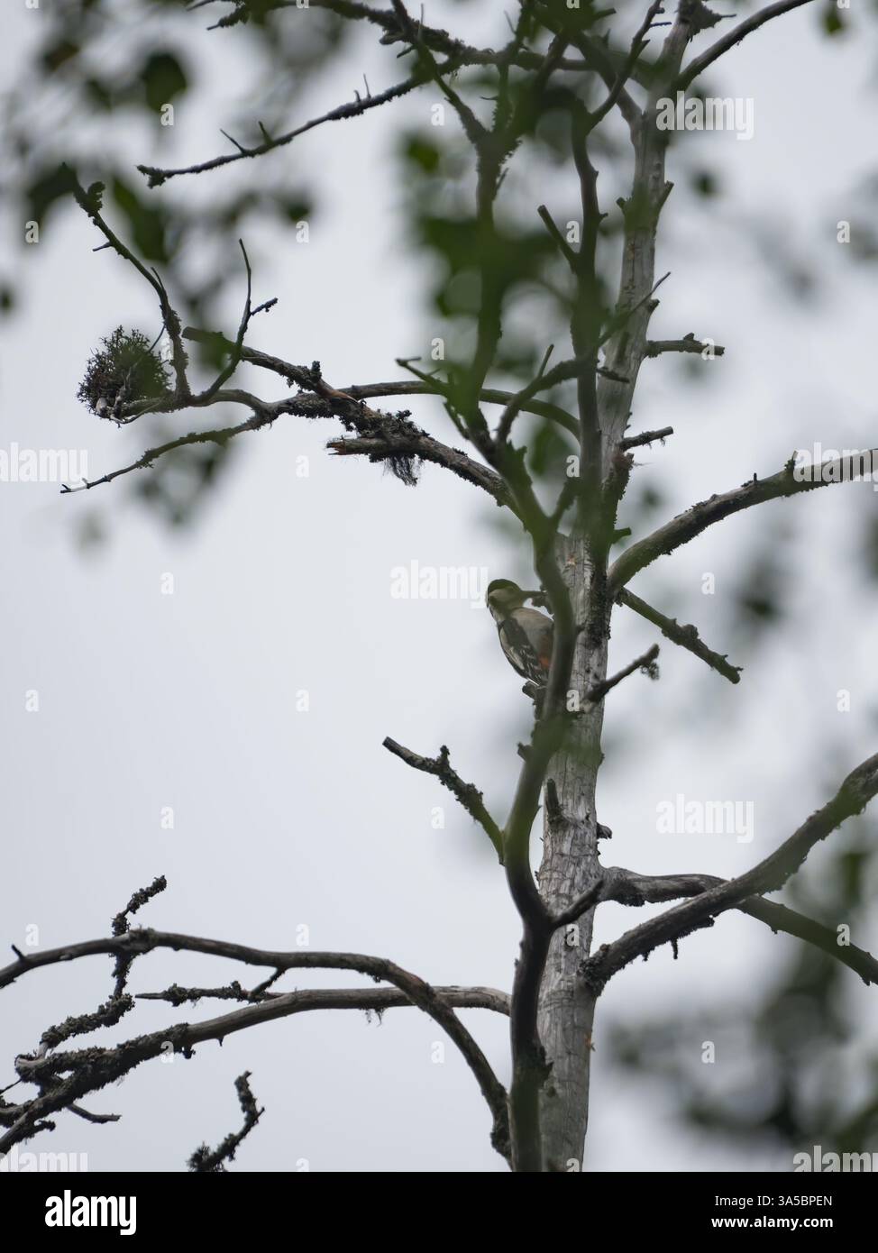 A woodpecker on the trunk of an old, dried pine tree in the forests of ...