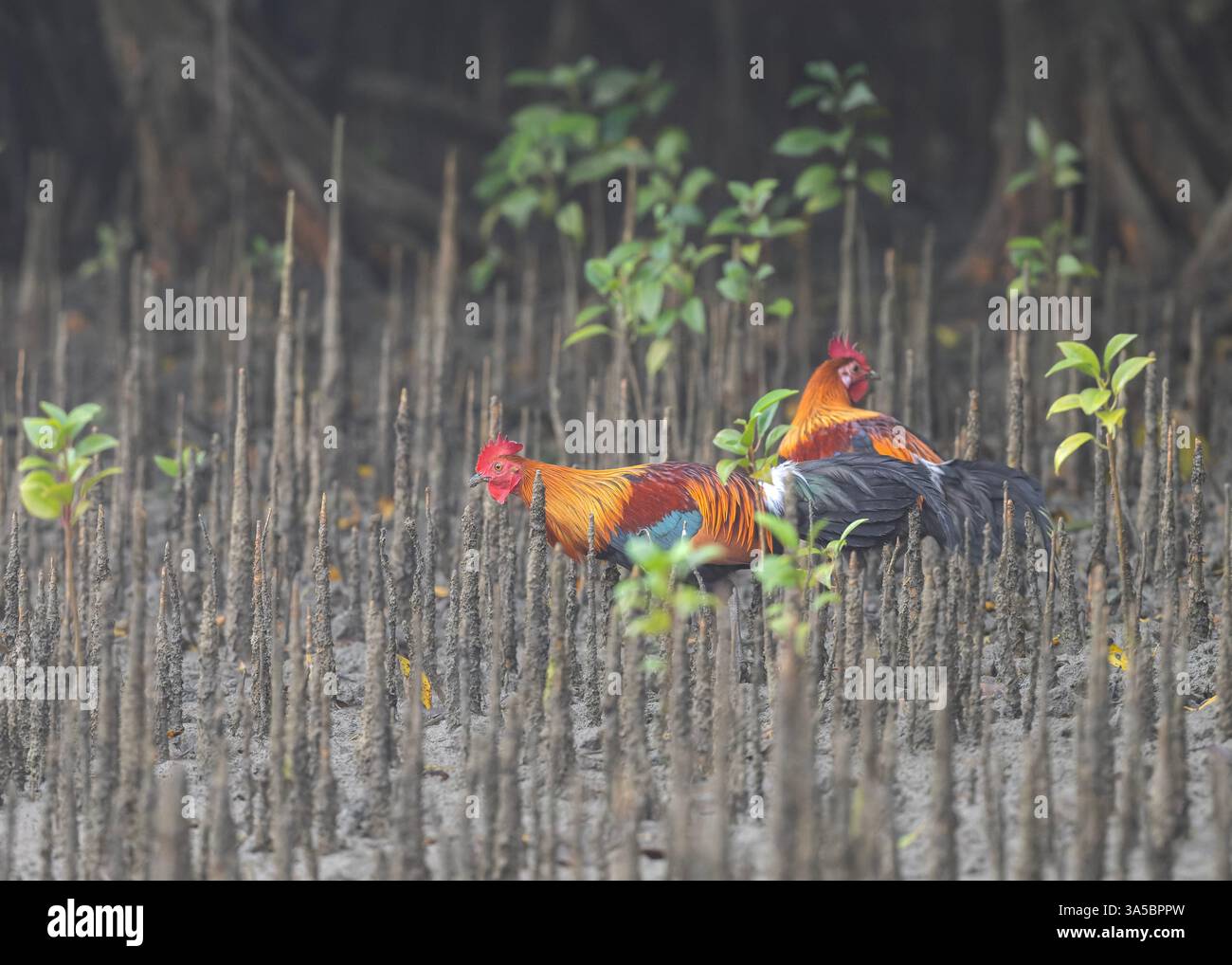 The red jungle fowl (Gallus gallus), also known as the Indian red ...