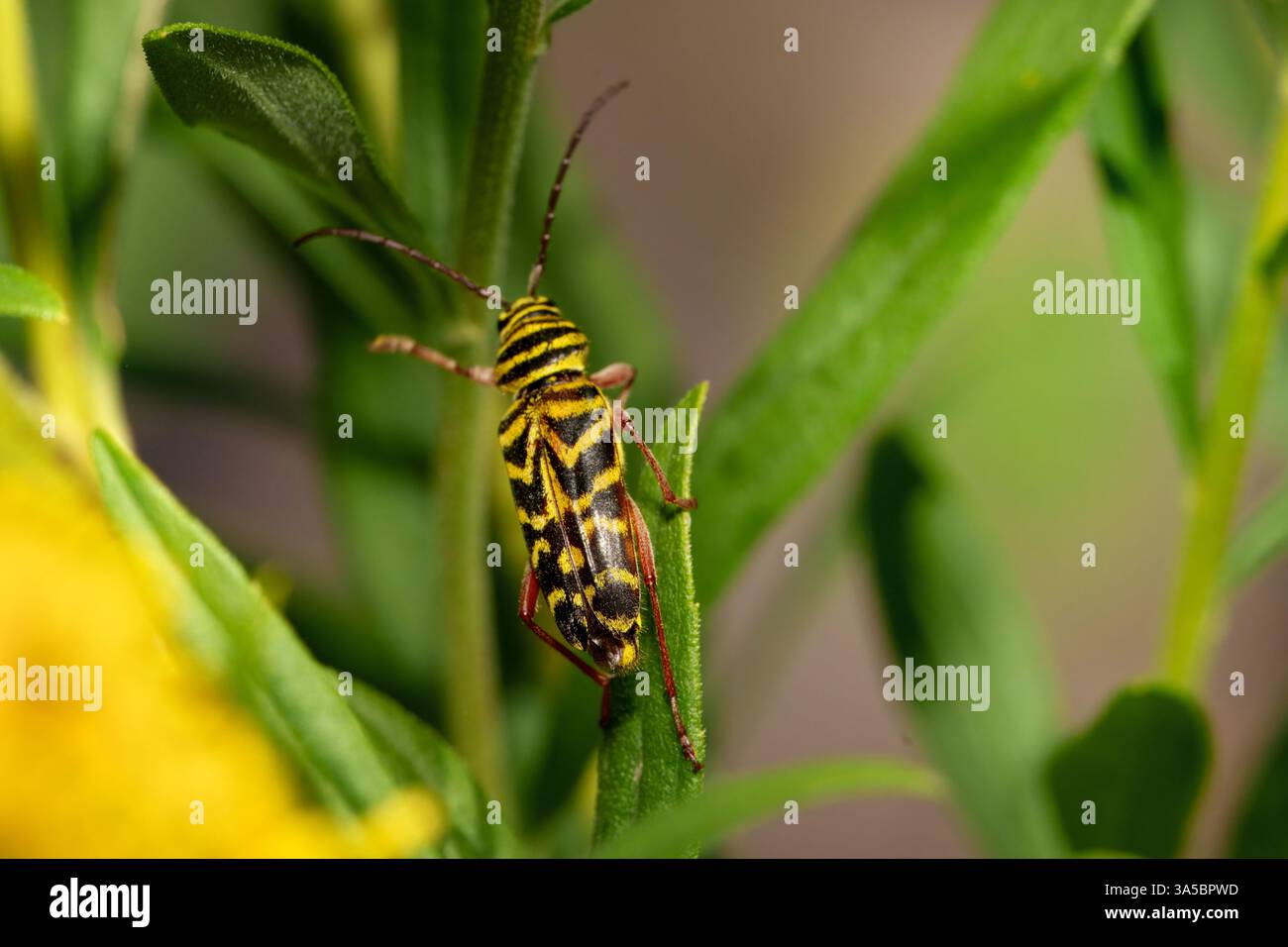 Locust borer beetle moving to another leaf Stock Photo - Alamy