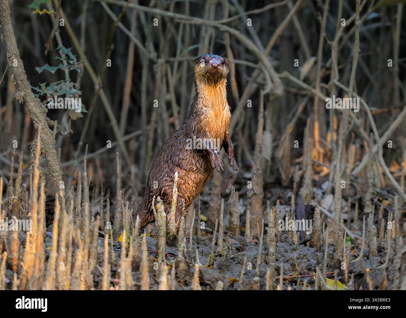Smooth coated otters hi-res stock photography and images - Alamy