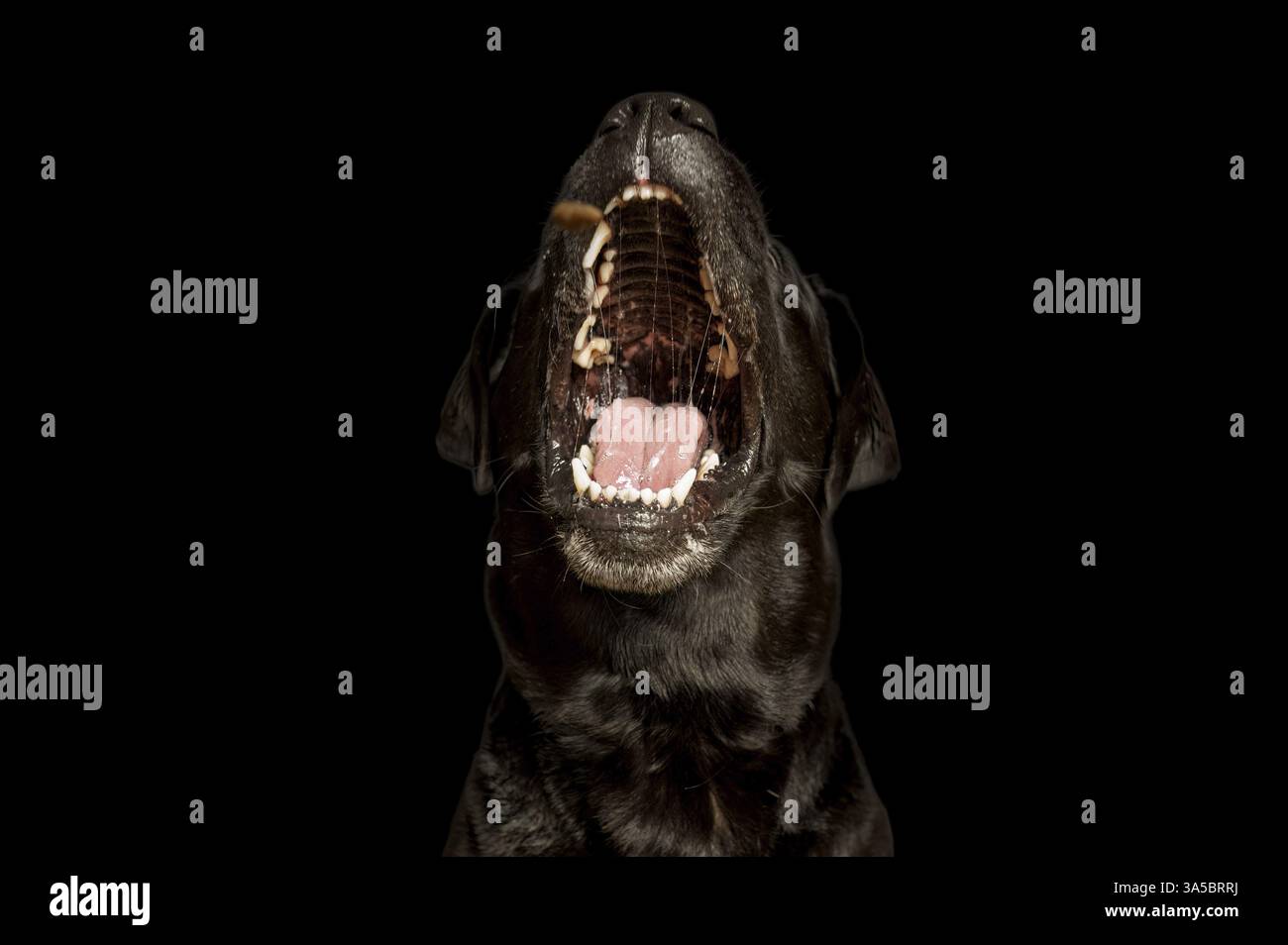 male Labrador Retriever Stock Photo - Alamy