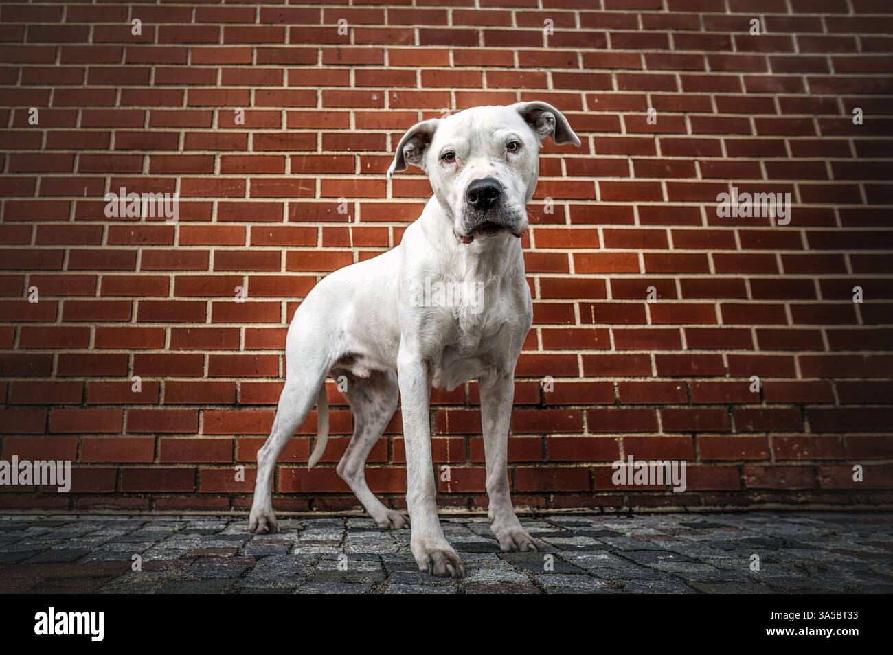Male dogo argentino hi-res stock photography and images - Alamy