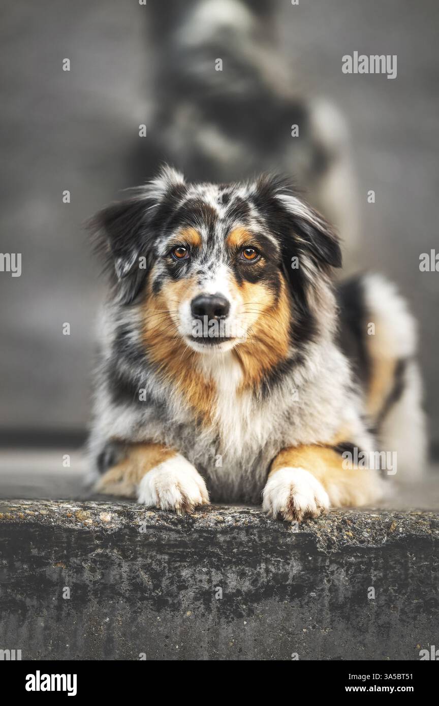 Male australian shepherd hi-res stock photography and images - Alamy