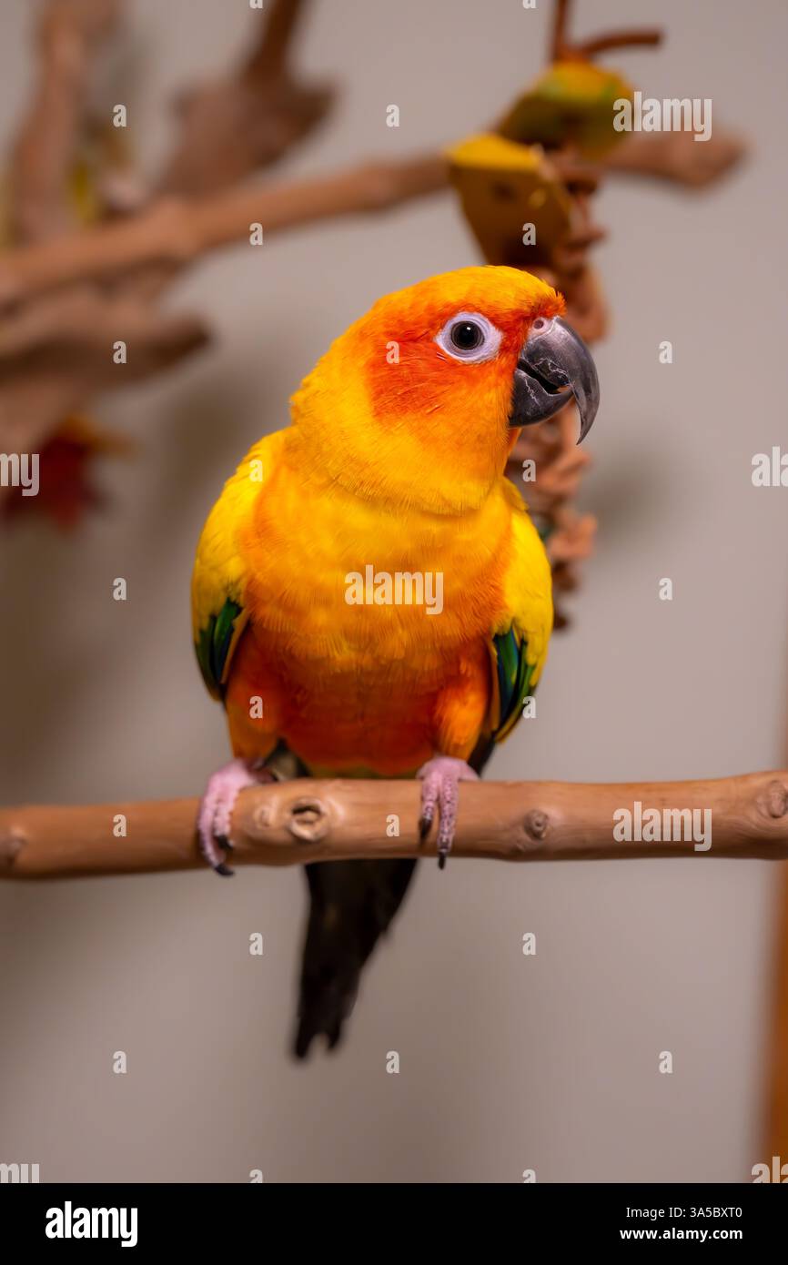 Sun conure parrot perches on hi-res stock photography and images - Alamy