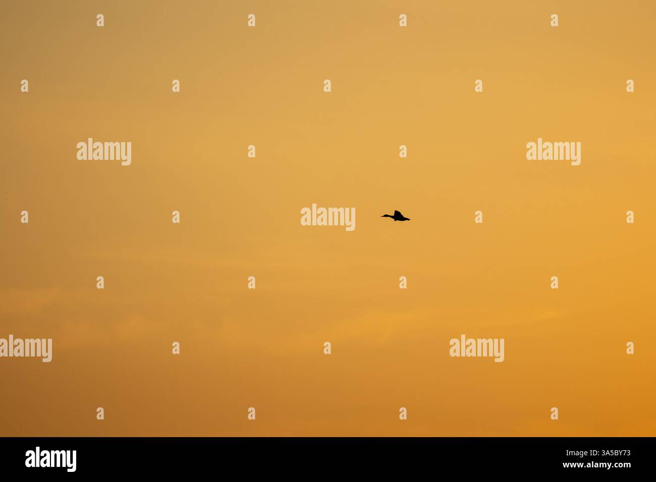 Lone bird flies across hi-res stock photography and images - Alamy