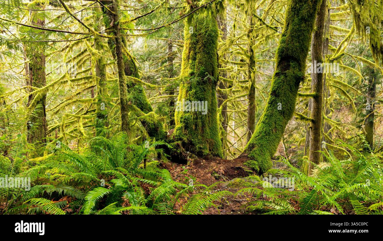 Moss-covered forest landscape in Sooke Potholes Provincial Park, Sooke ...