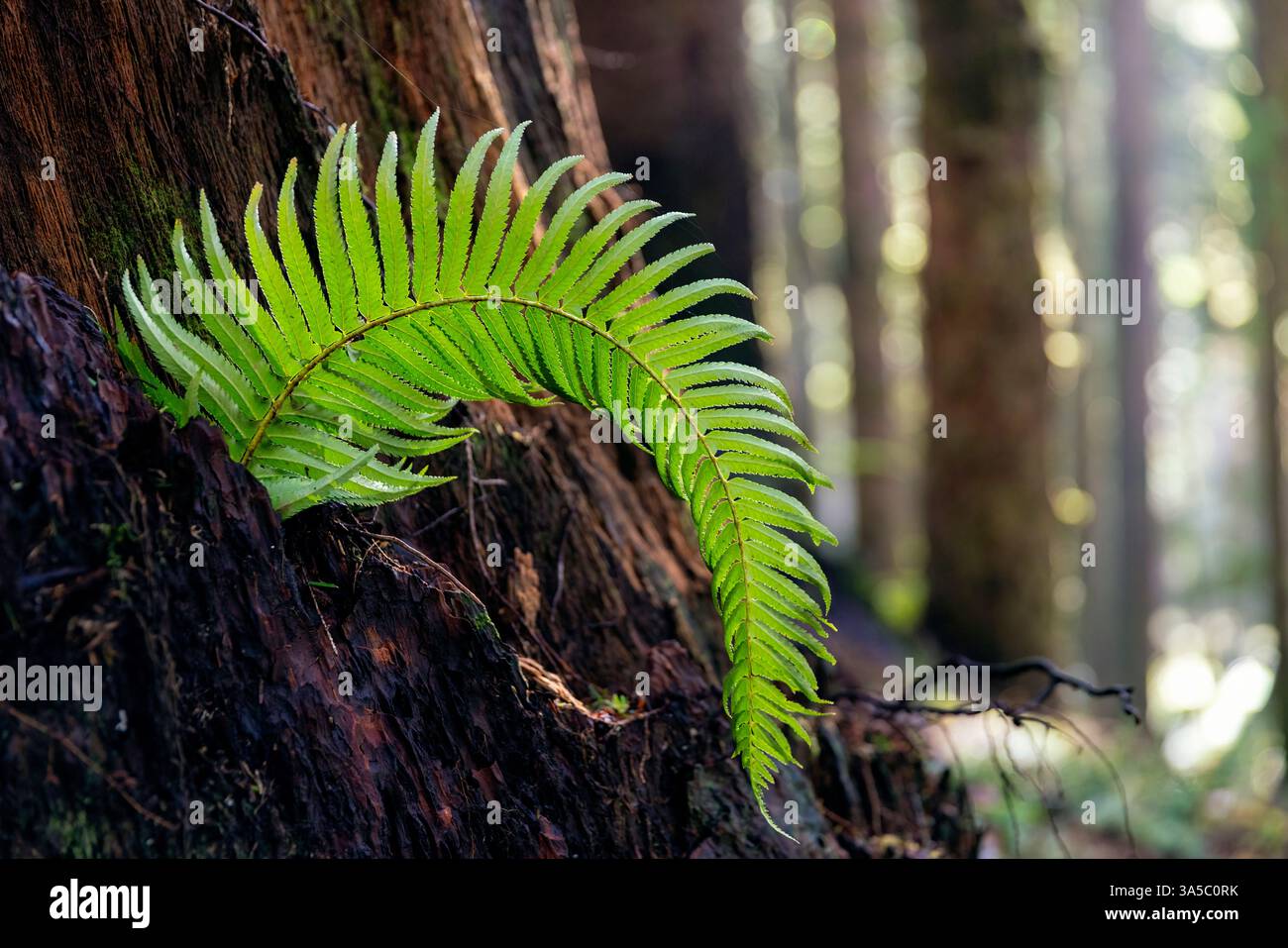 Blade plants on beach near hi-res stock photography and images - Alamy