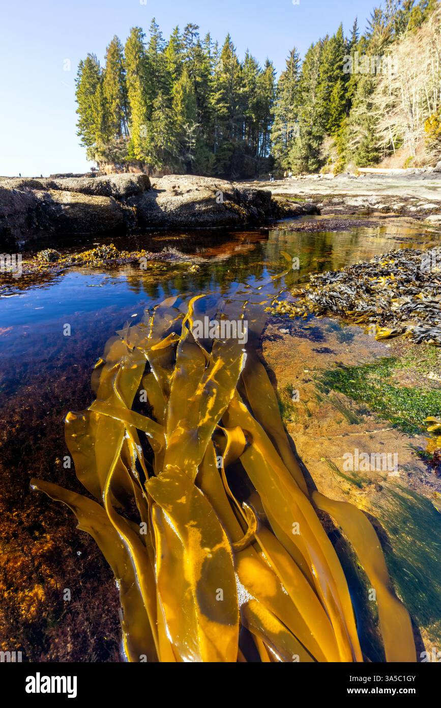 Bull kelp (Nereocystis luetkeana) in tidal pool at Botanical Beach ...