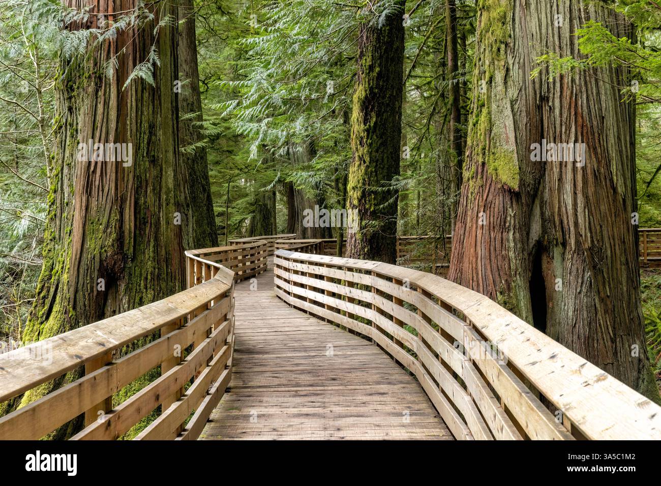 Boardwalk through old growth forest - Cathedral Grove located in ...