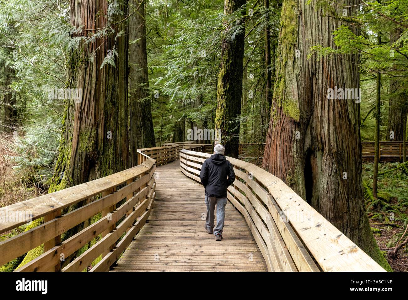Boardwalk through old growth forest - Cathedral Grove located in ...