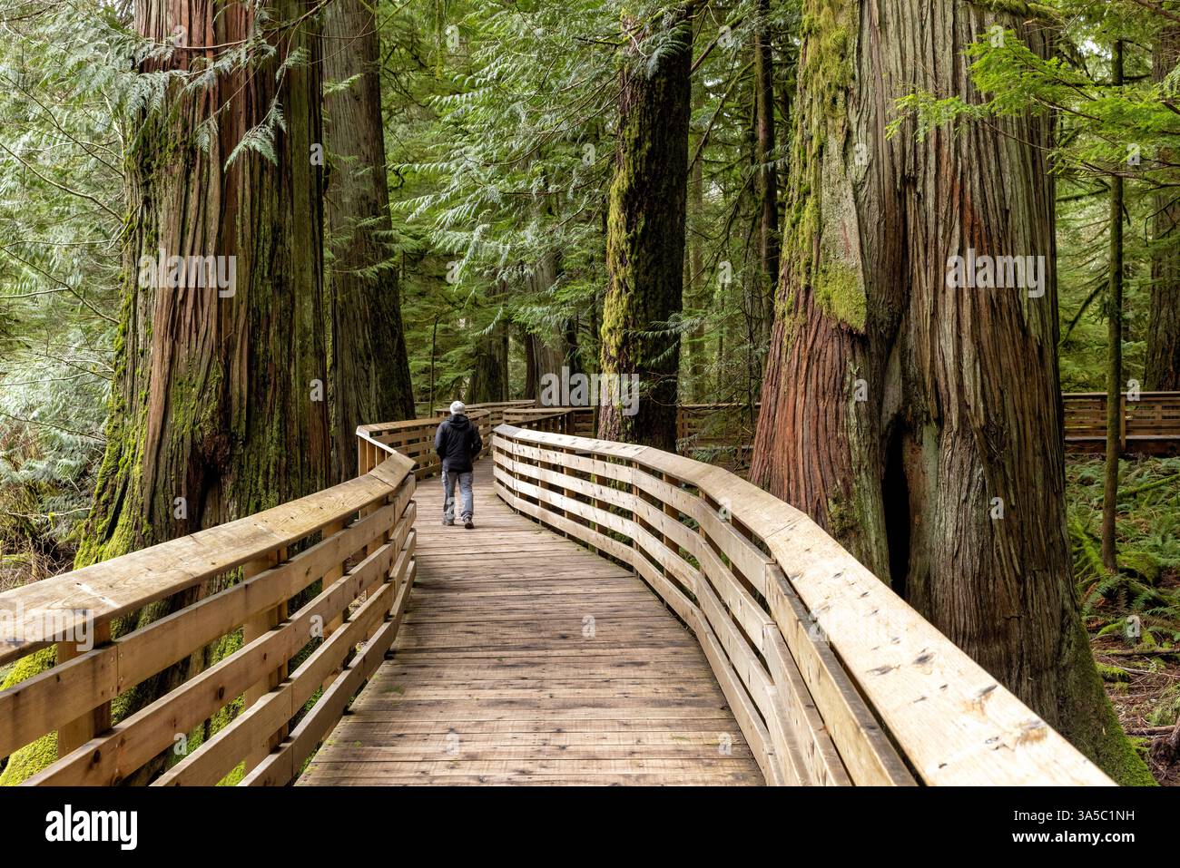 Boardwalk through old growth forest - Cathedral Grove located in ...