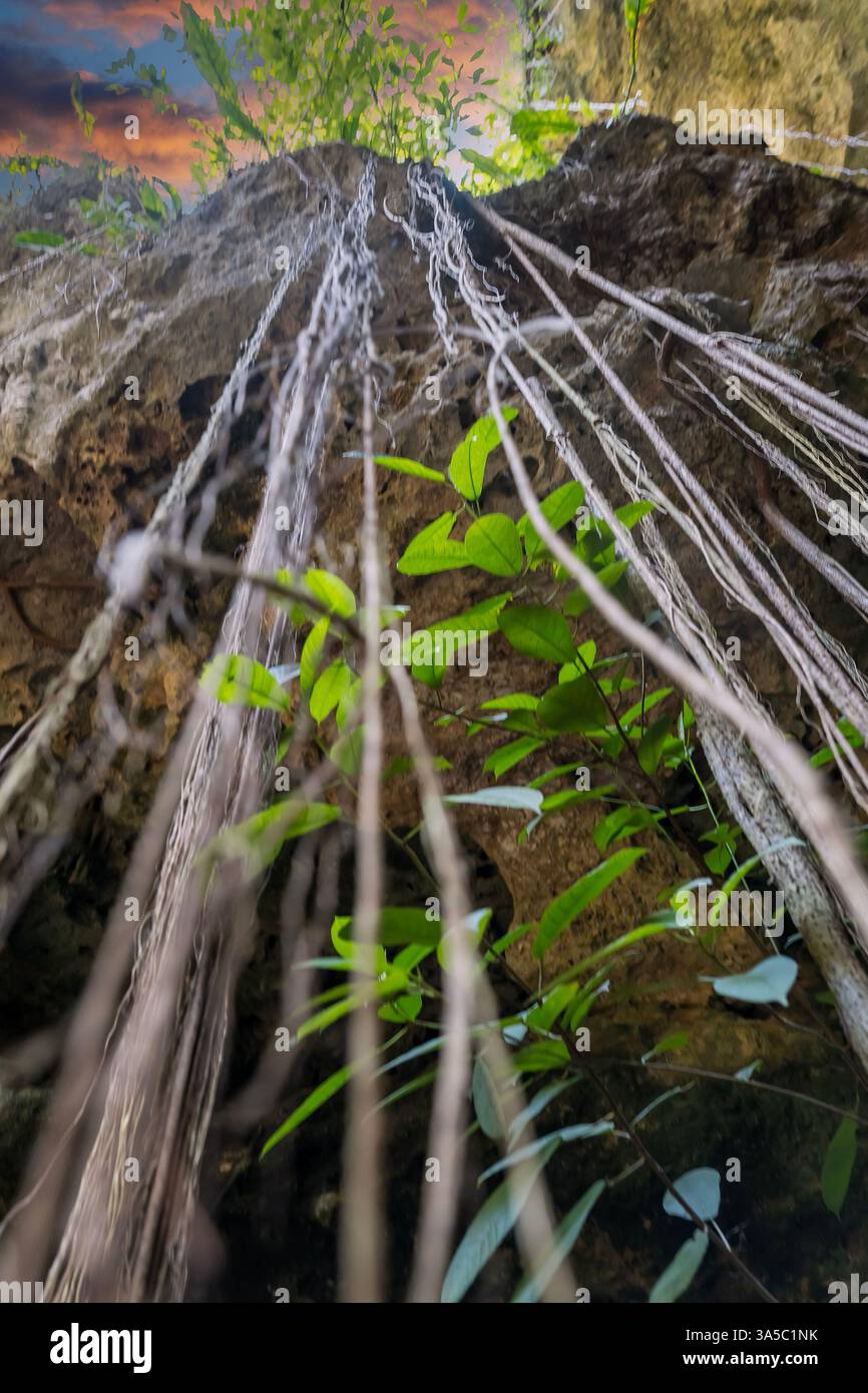 The beautiful waters in the cenotes of Cuzama, Yucatan, Mexico Stock ...