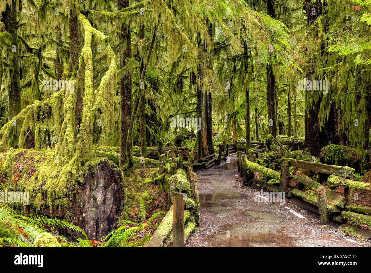 Hiking trail in Cathedral Grove located in MacMillan Provincial Park ...