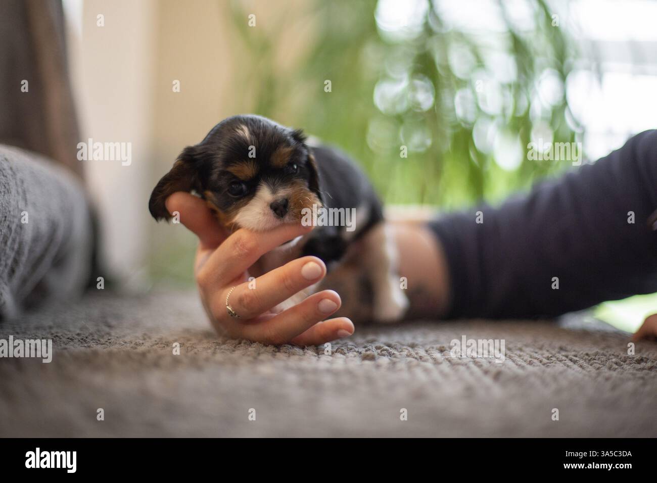 3 weeks old Cavalier King Charles Spaniel Stock Photo - Alamy
