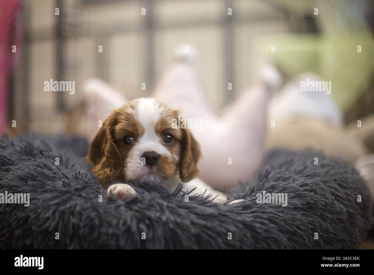 5 weeks old Cavalier King Charles Spaniel Stock Photo - Alamy