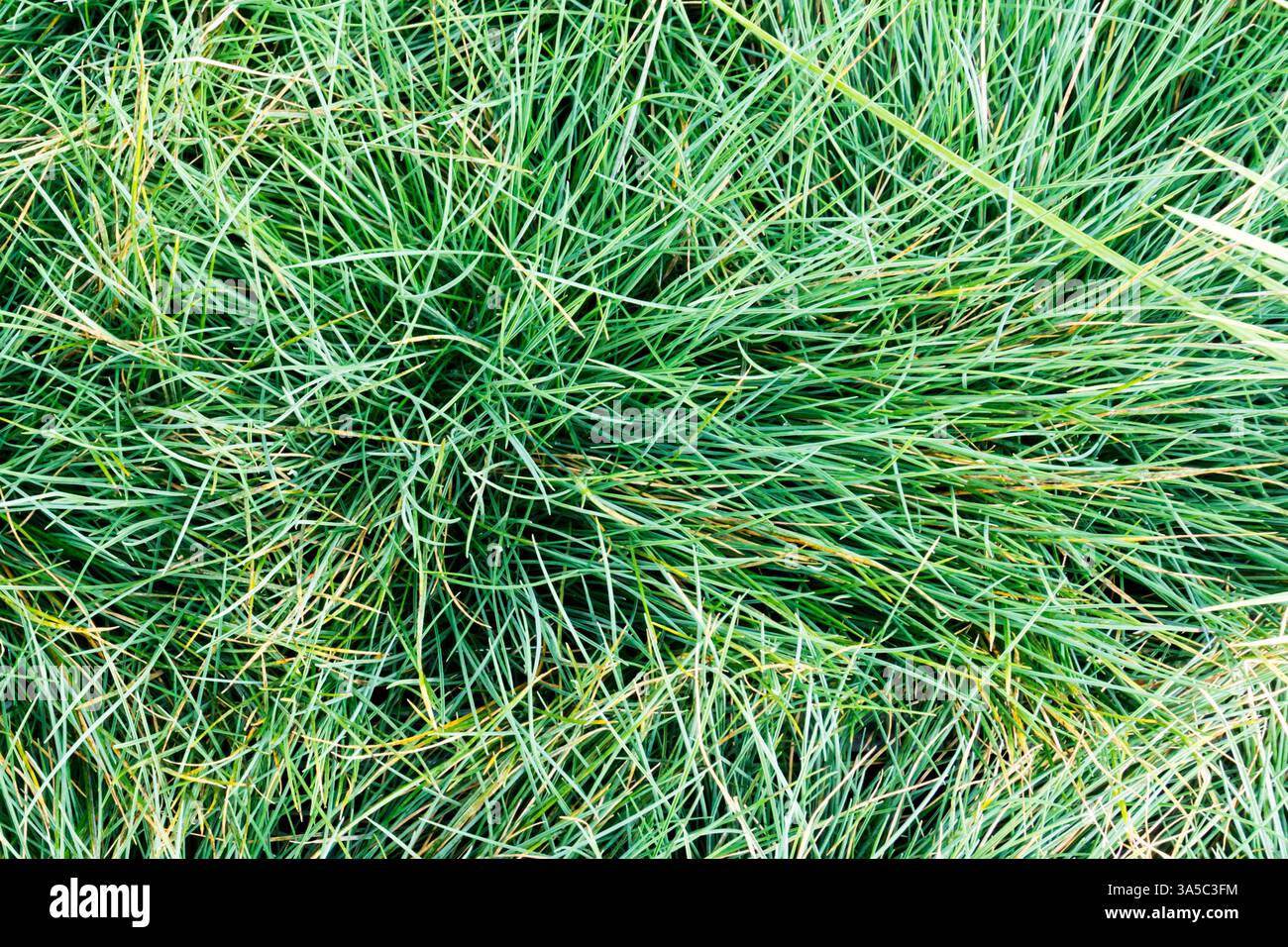 Blue fescue 'Intense Blue', Festuca glauca Stock Photo - Alamy