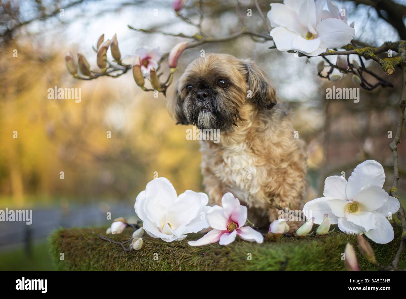 male Shih Tzu Stock Photo - Alamy
