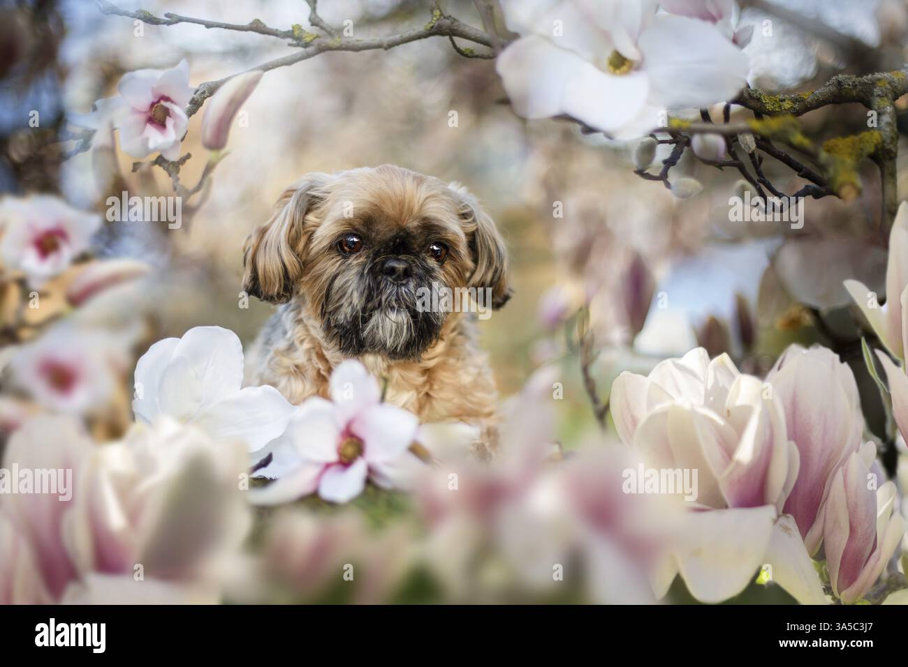 male Shih Tzu Stock Photo - Alamy